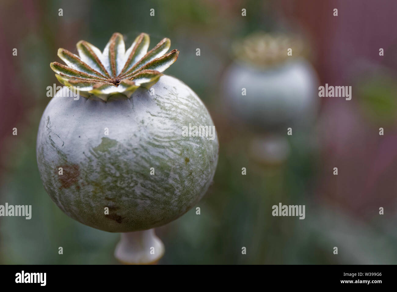 Poppy bud seed hi-res stock photography and images - Alamy