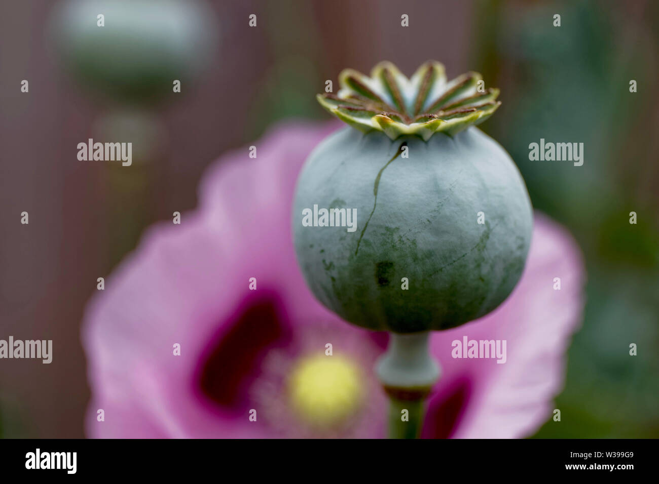 Poppy head up close Stock Photo - Alamy
