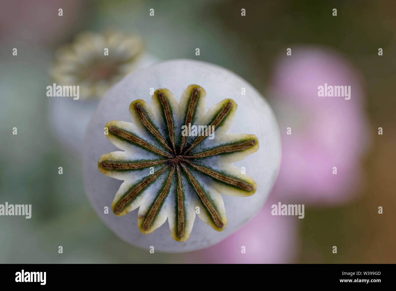 Poppy bud seed hi-res stock photography and images - Alamy