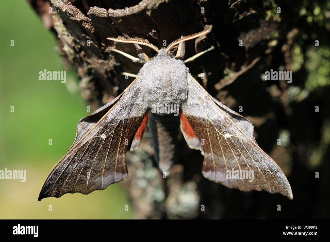 Polar hawkmoth hi-res stock photography and images - Alamy