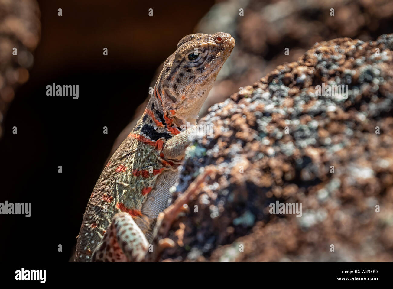 A female Collared Lizard (Crotaphytus collaris) or Mountain Boomer ...