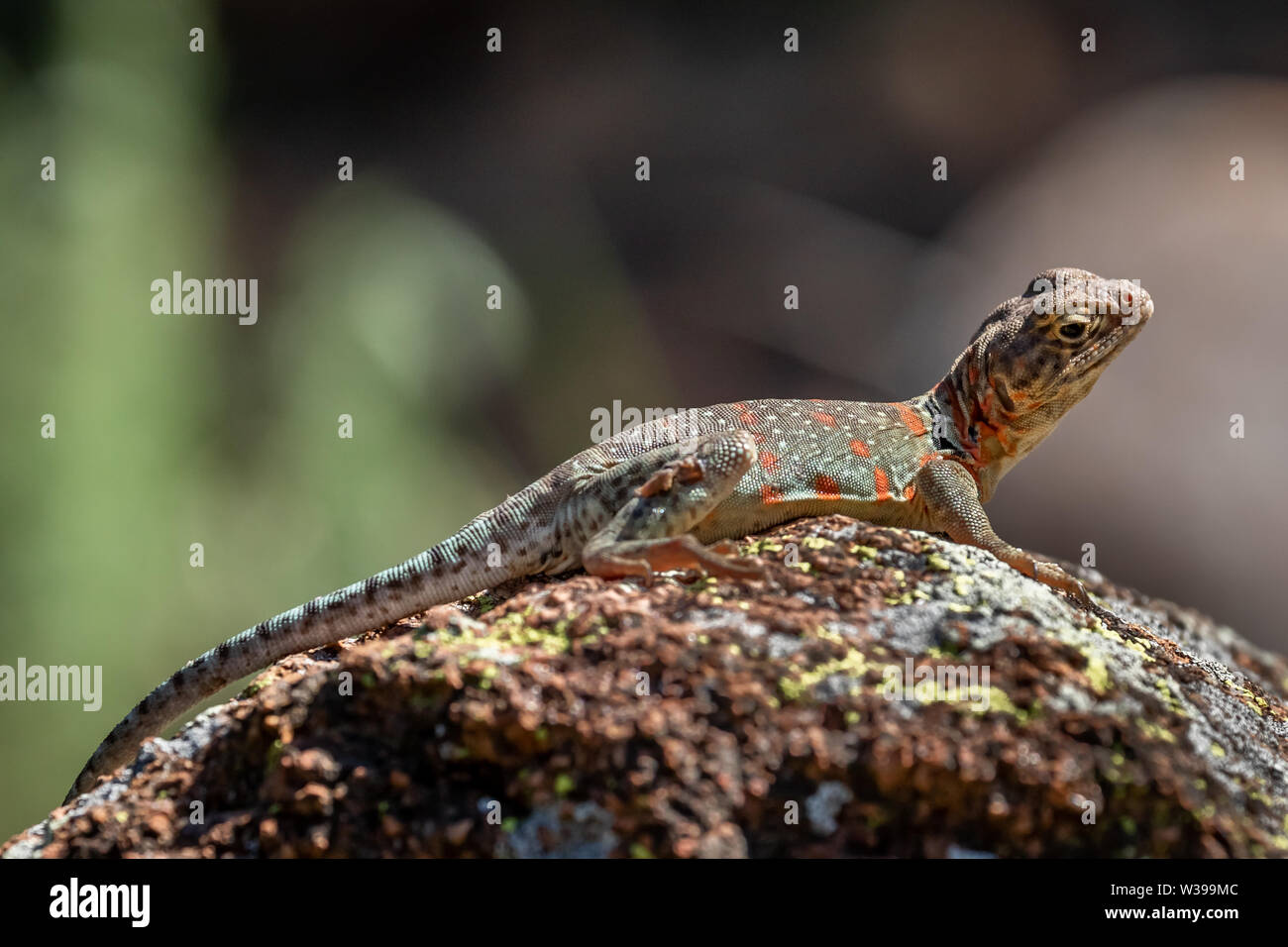 Blue collared lizard hi-res stock photography and images - Alamy