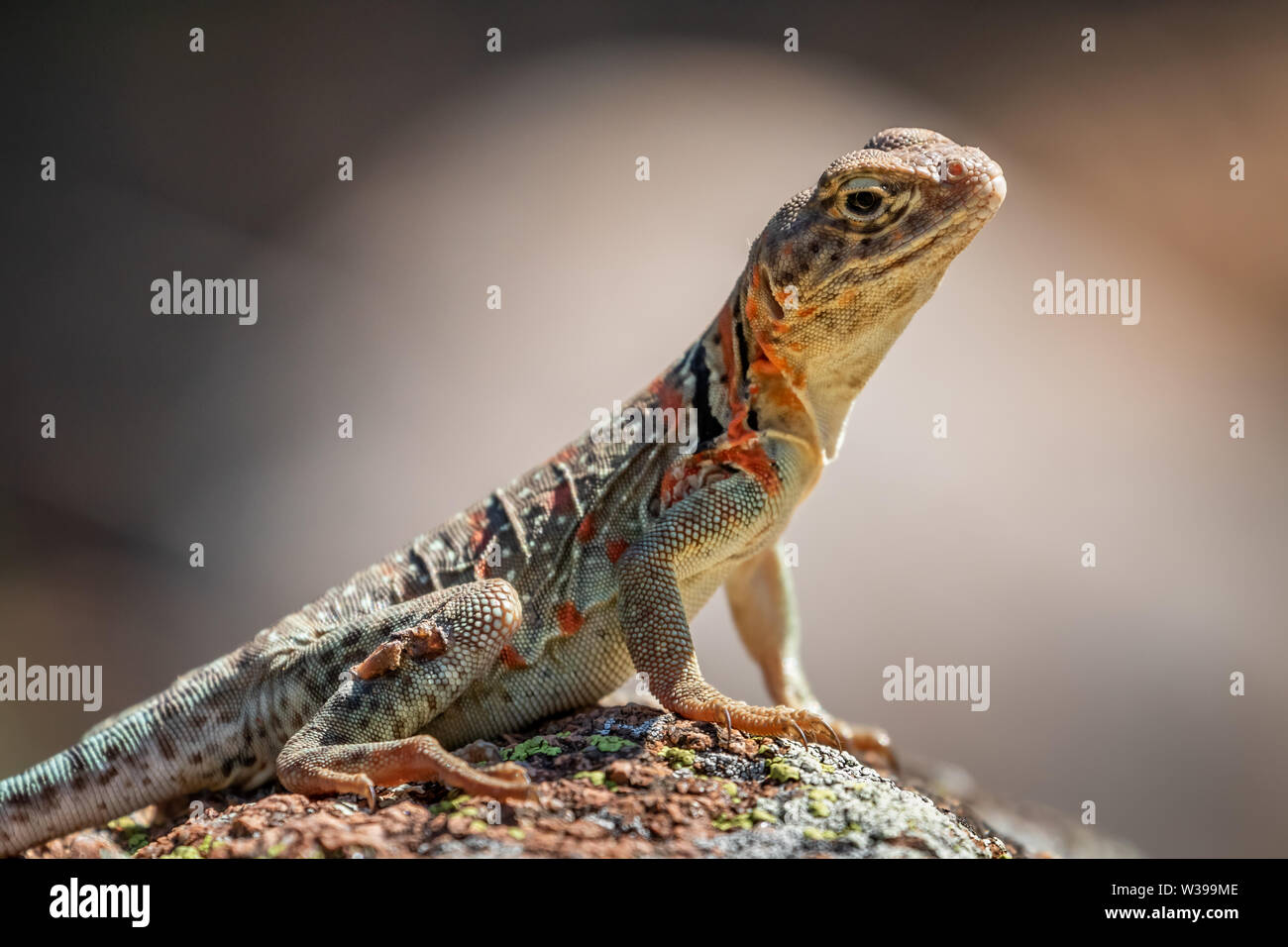 A female Collared Lizard (Crotaphytus collaris) or Mountain Boomer ...