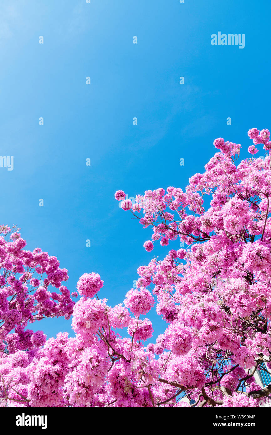 Pink ipe, pink trumpet or pink tab tree Stock Photo - Alamy