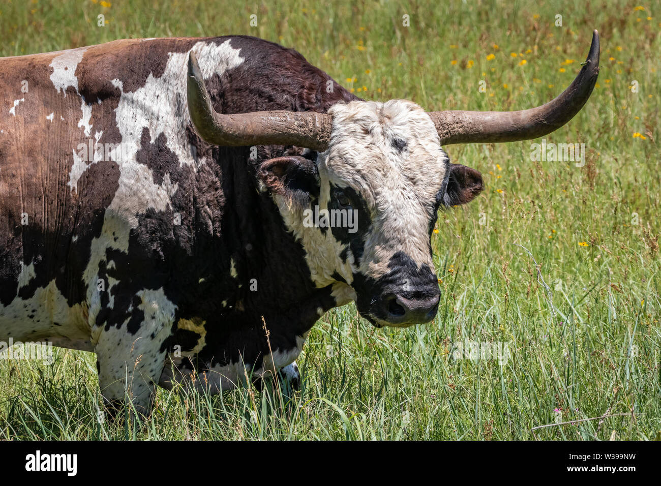 Wild longhorrn cattle (Bos taurus) in the Wichita Mountains National ...