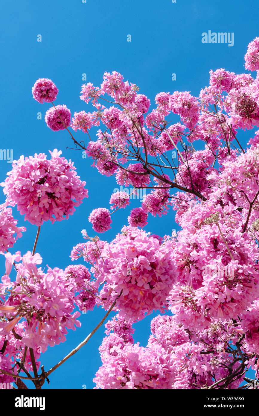 Pink ipe, pink trumpet or pink tab tree Stock Photo - Alamy