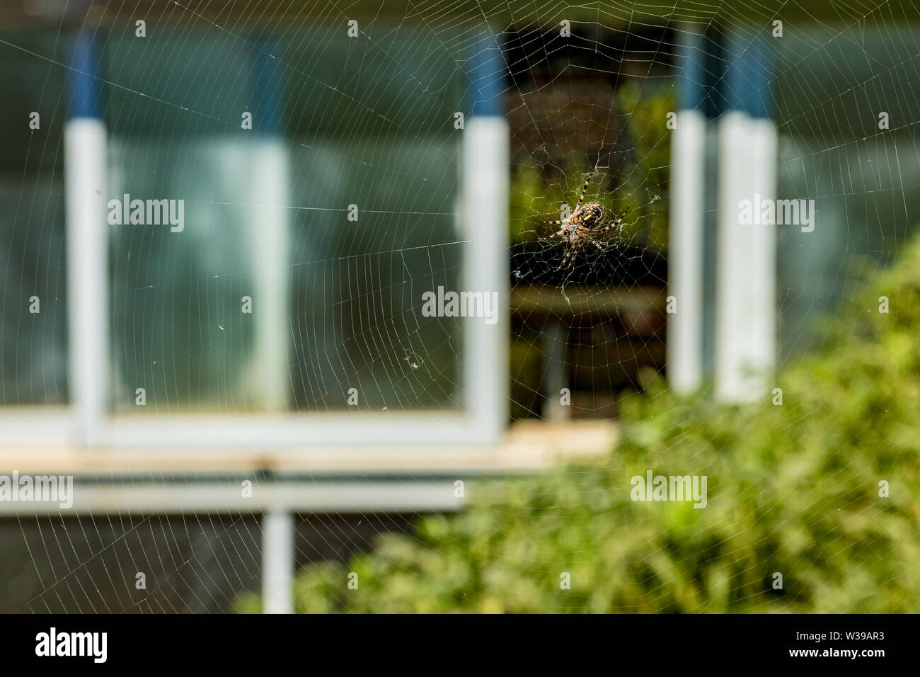 Argiope trifasciata spider hid in the center of its web mountains ...