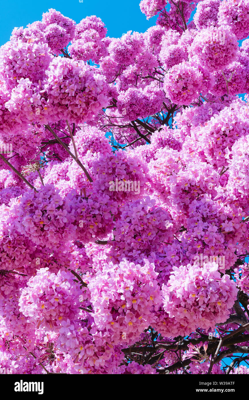 Pink ipe, pink trumpet or pink tab tree Stock Photo - Alamy
