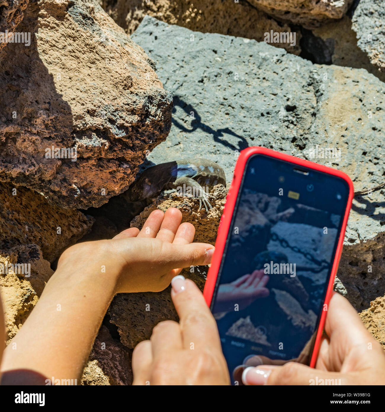 Canary lizard - Gallotia galloti is resting on volcanic lava stone ...