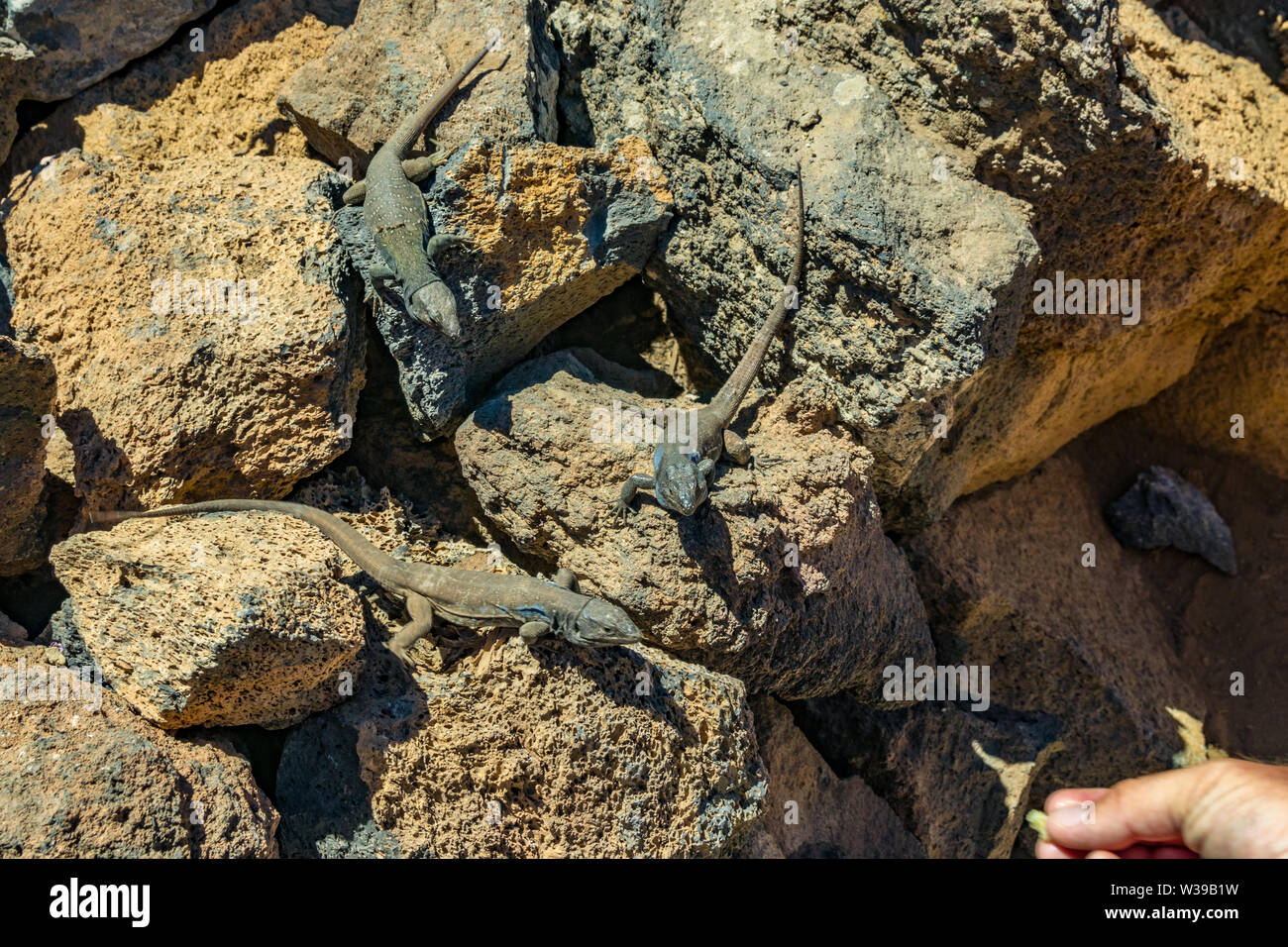 Canary lizards - Gallotia galloti are resting on volcanic lava stone ...
