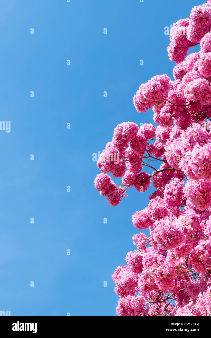 Pink ipe, pink trumpet or pink tab tree Stock Photo - Alamy