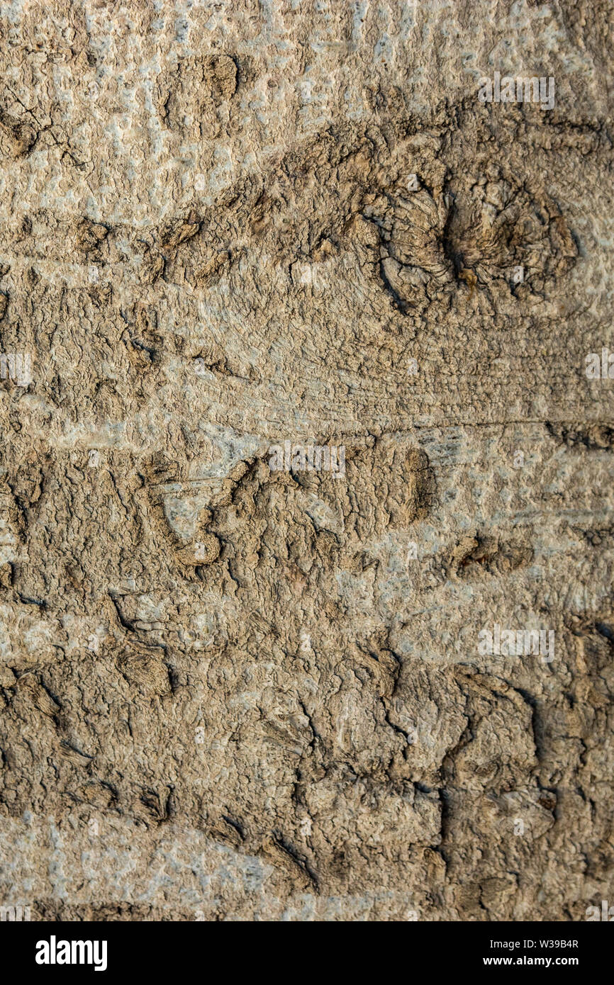 Interesting pattern on the bark of the blue spruce. By turning on the ...