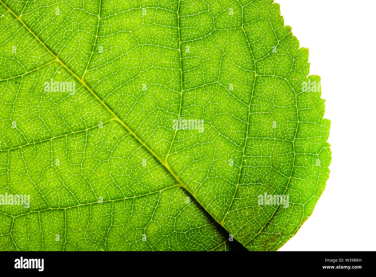 Green leaf fresh detailed rugged surface structure extreme macro ...