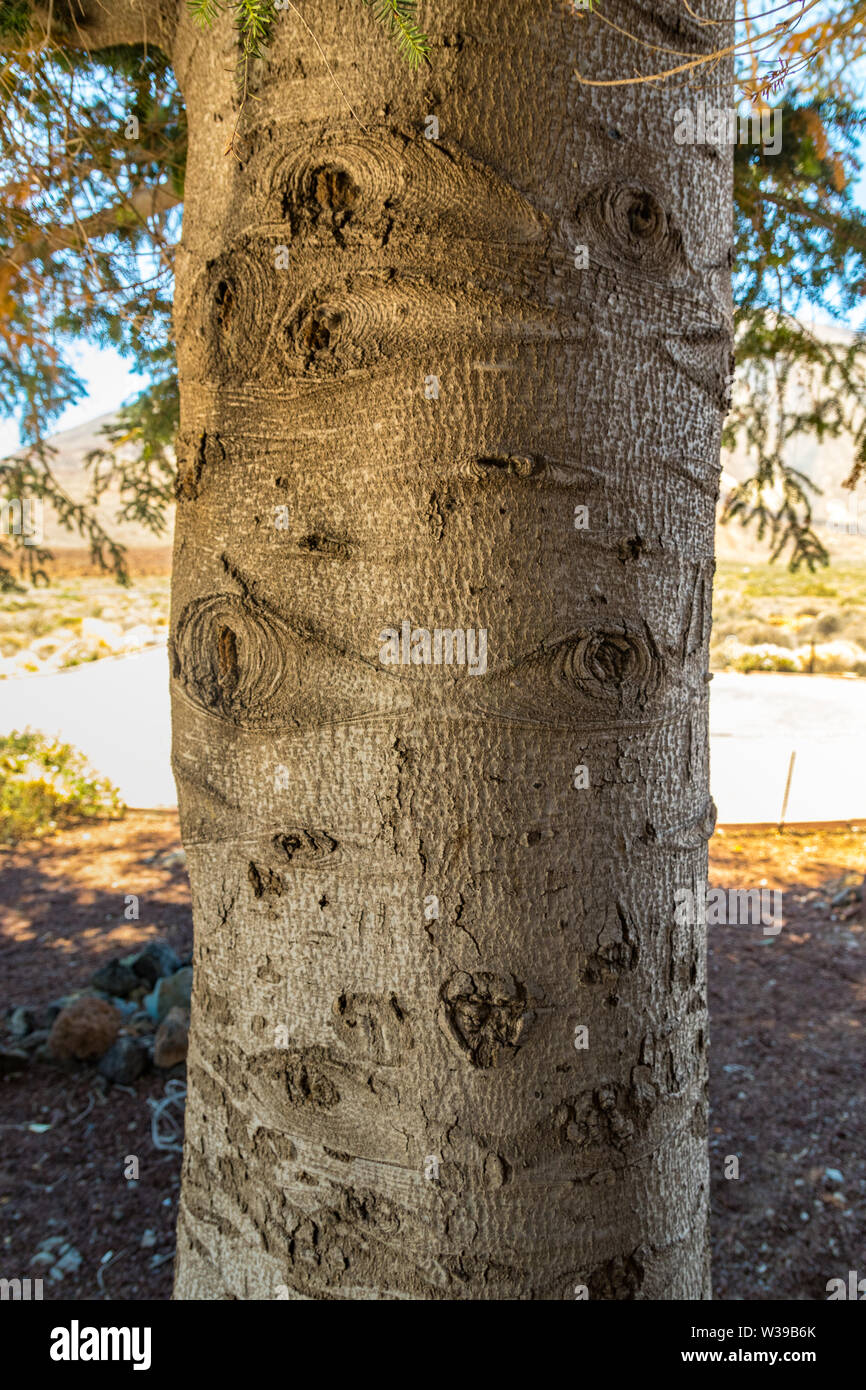 Interesting pattern on the bark of the blue spruce. By turning on the ...