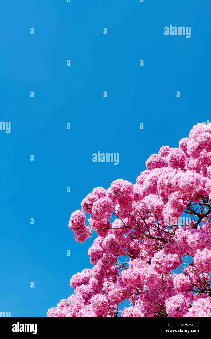 Pink ipe, pink trumpet or pink tab tree Stock Photo - Alamy