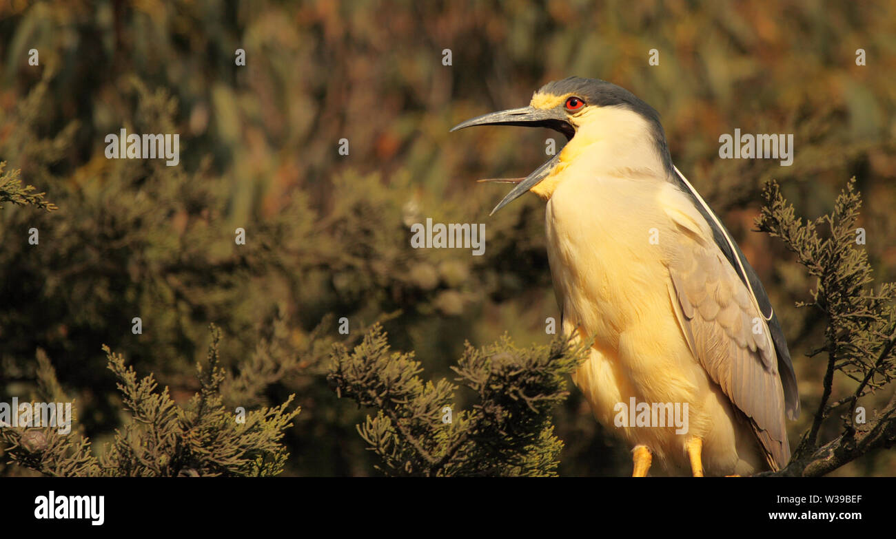 A Black-crowned Night Heron calling loudly during spring courtship ...