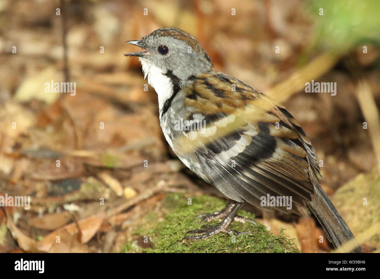 Australian calling bird hi-res stock photography and images - Alamy