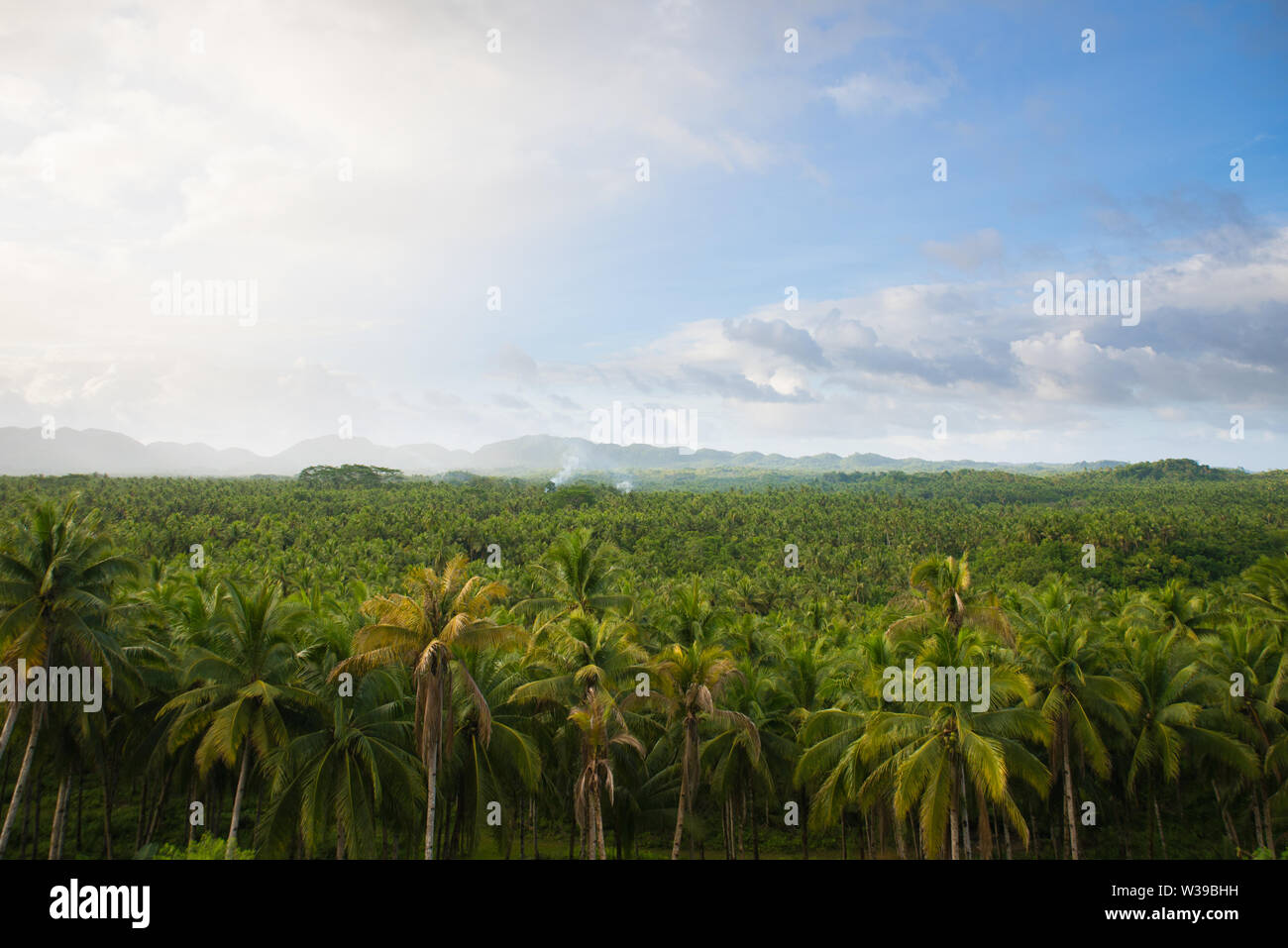 Landscape of green tropical forest with many coconut palm trees ...