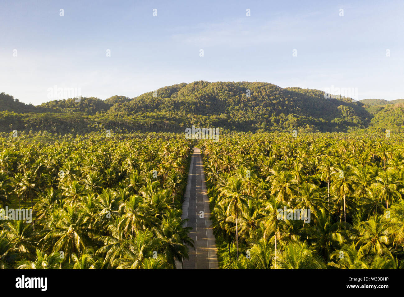 Landscape of green tropical forest with many coconut palm trees ...