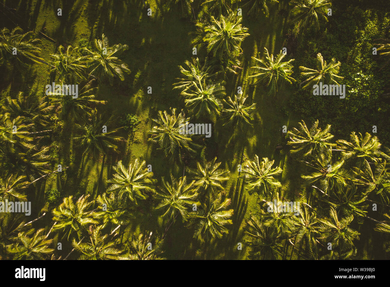 Landscape of green tropical forest with many coconut palm trees ...