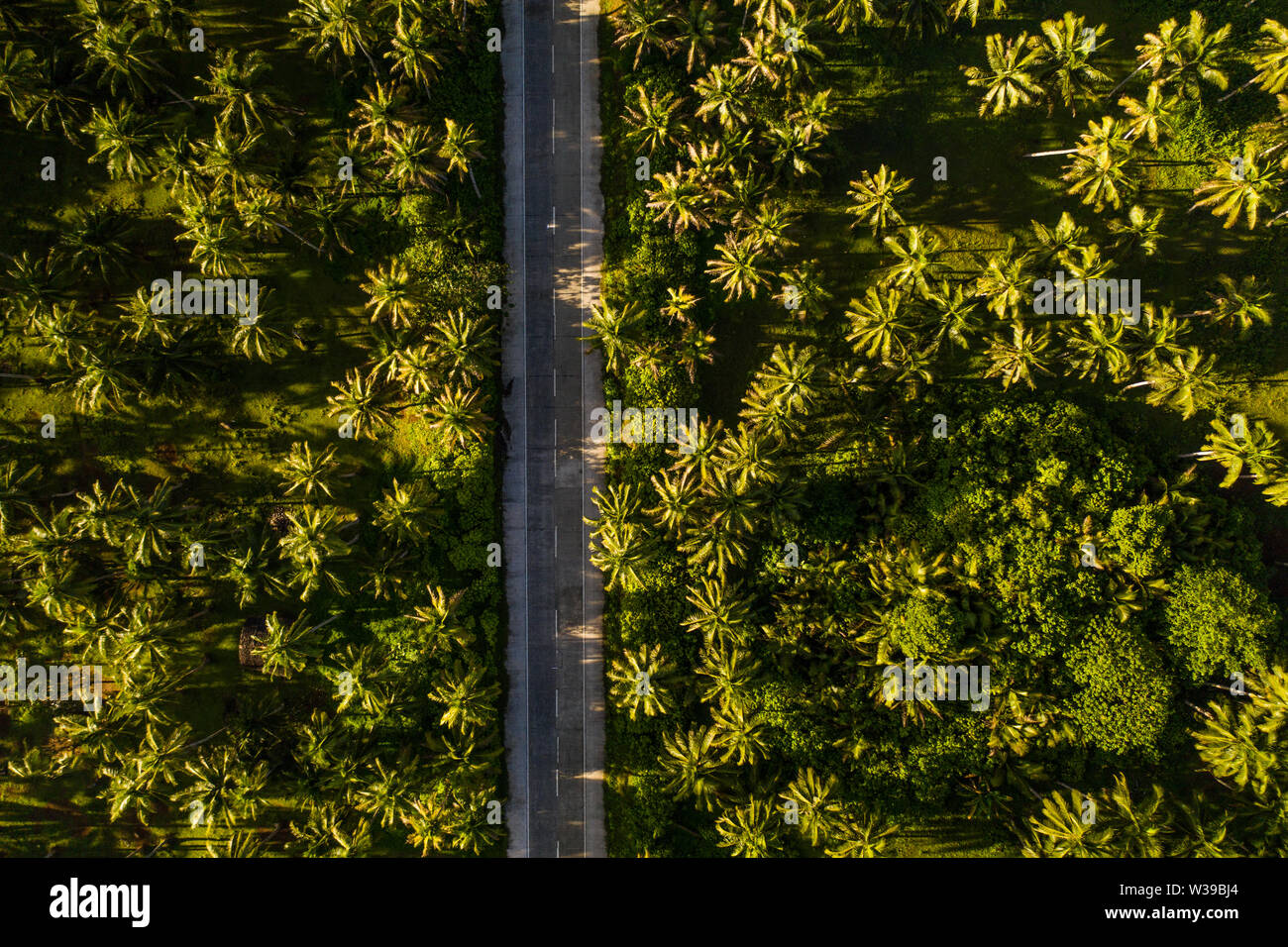 Landscape of green tropical forest with many coconut palm trees ...