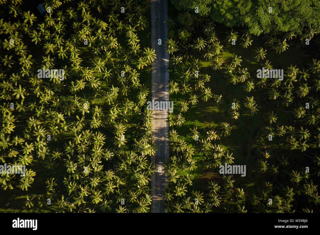 Landscape of green tropical forest with many coconut palm trees ...
