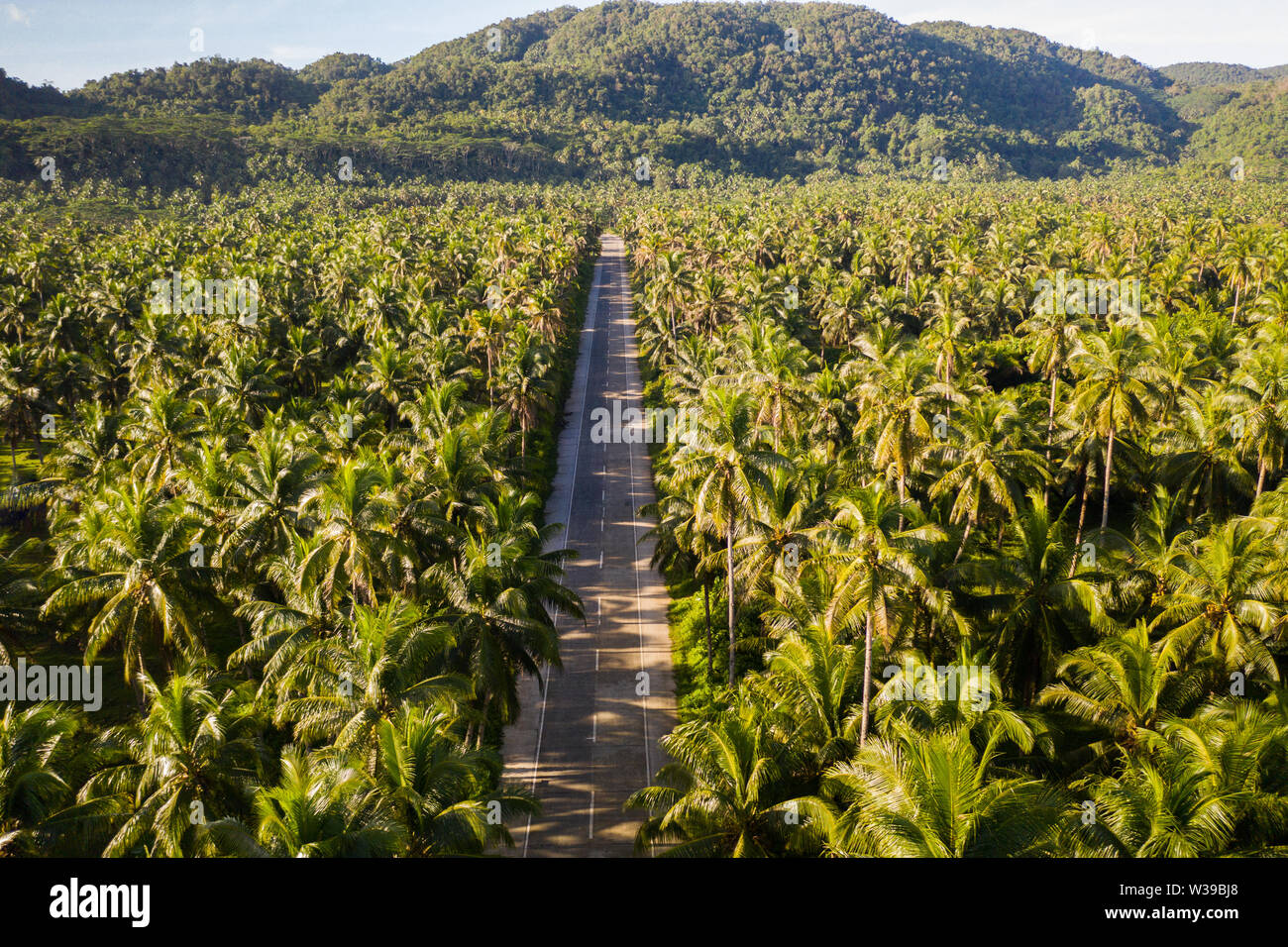 Landscape of green tropical forest with many coconut palm trees ...