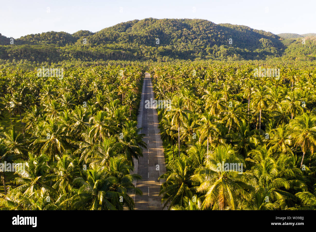 Landscape of green tropical forest with many coconut palm trees ...