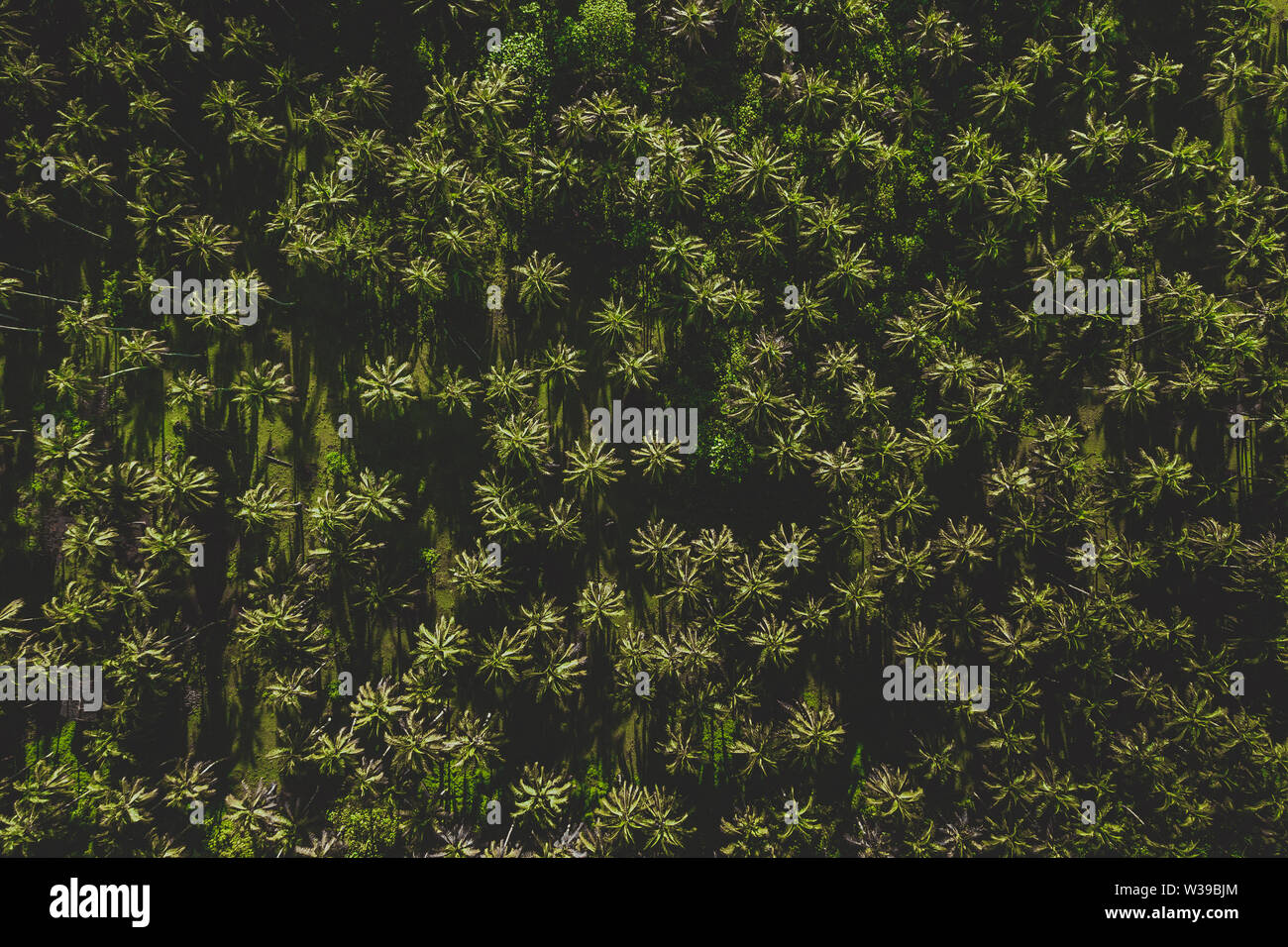 Landscape of green tropical forest with many coconut palm trees ...