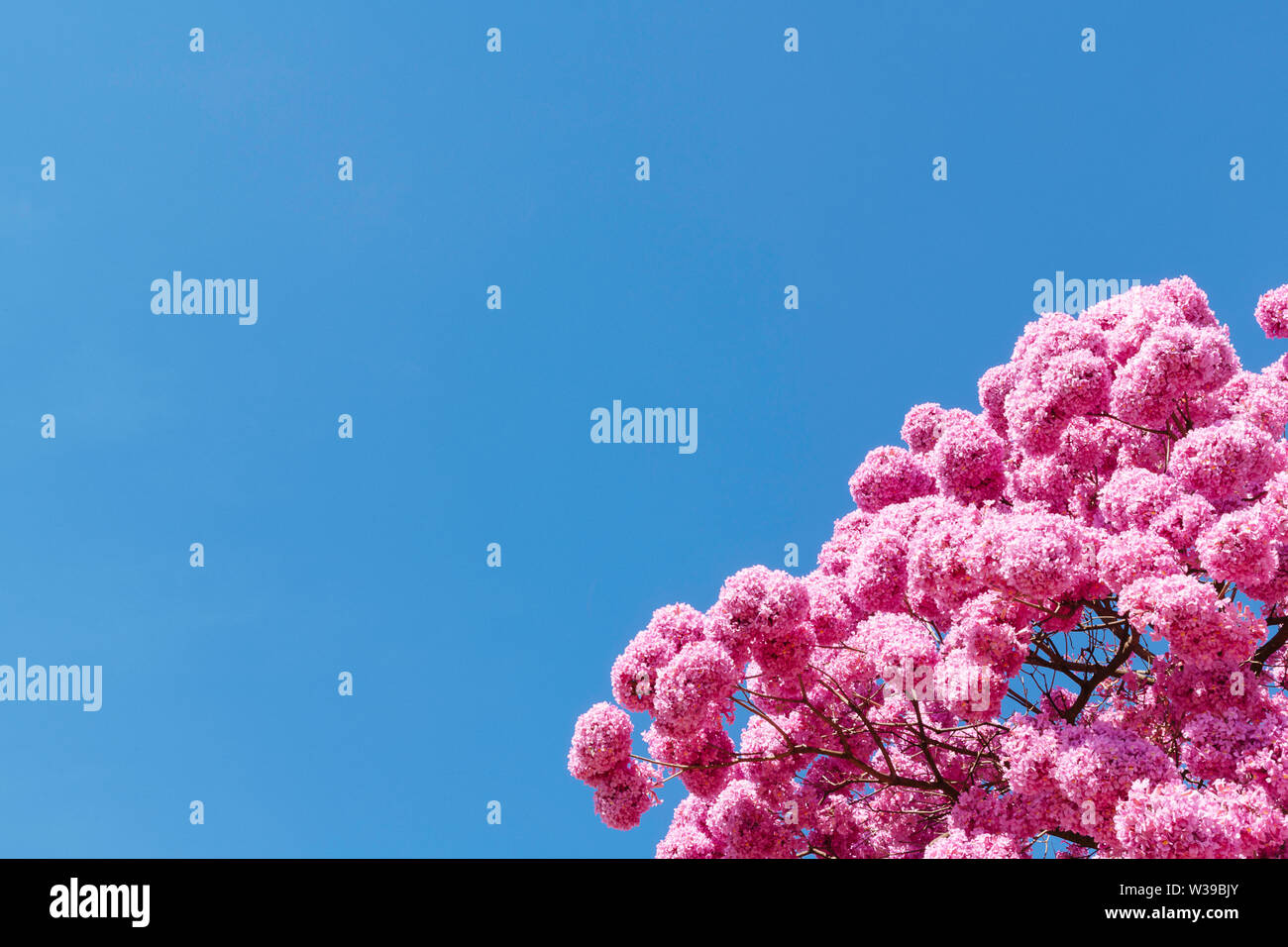 Pink ipe, pink trumpet or pink tab tree Stock Photo - Alamy