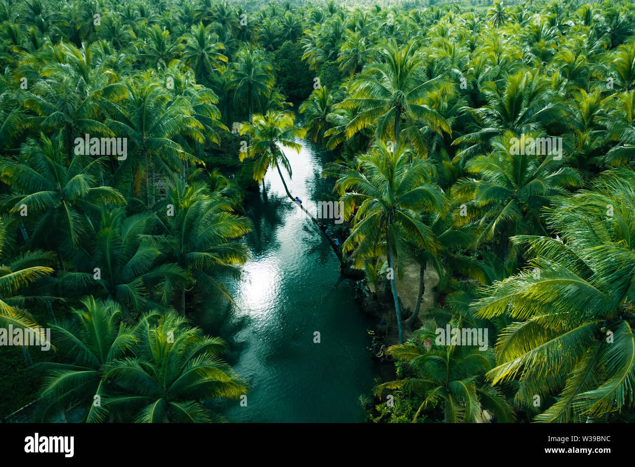 Famous instagrammed leaning palm tree at Maasin River in Siargao ...