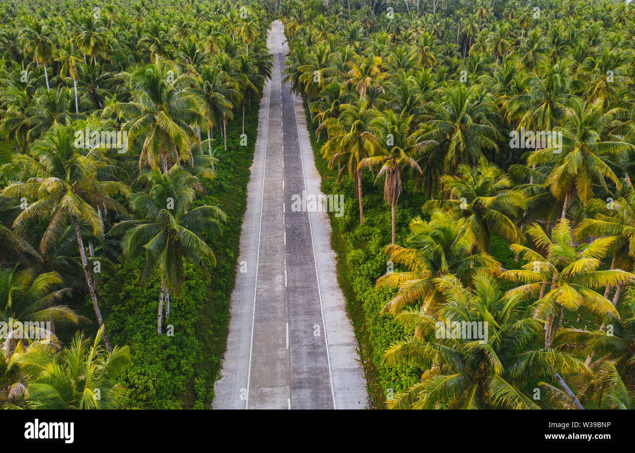 Landscape of green tropical forest with many coconut palm trees ...
