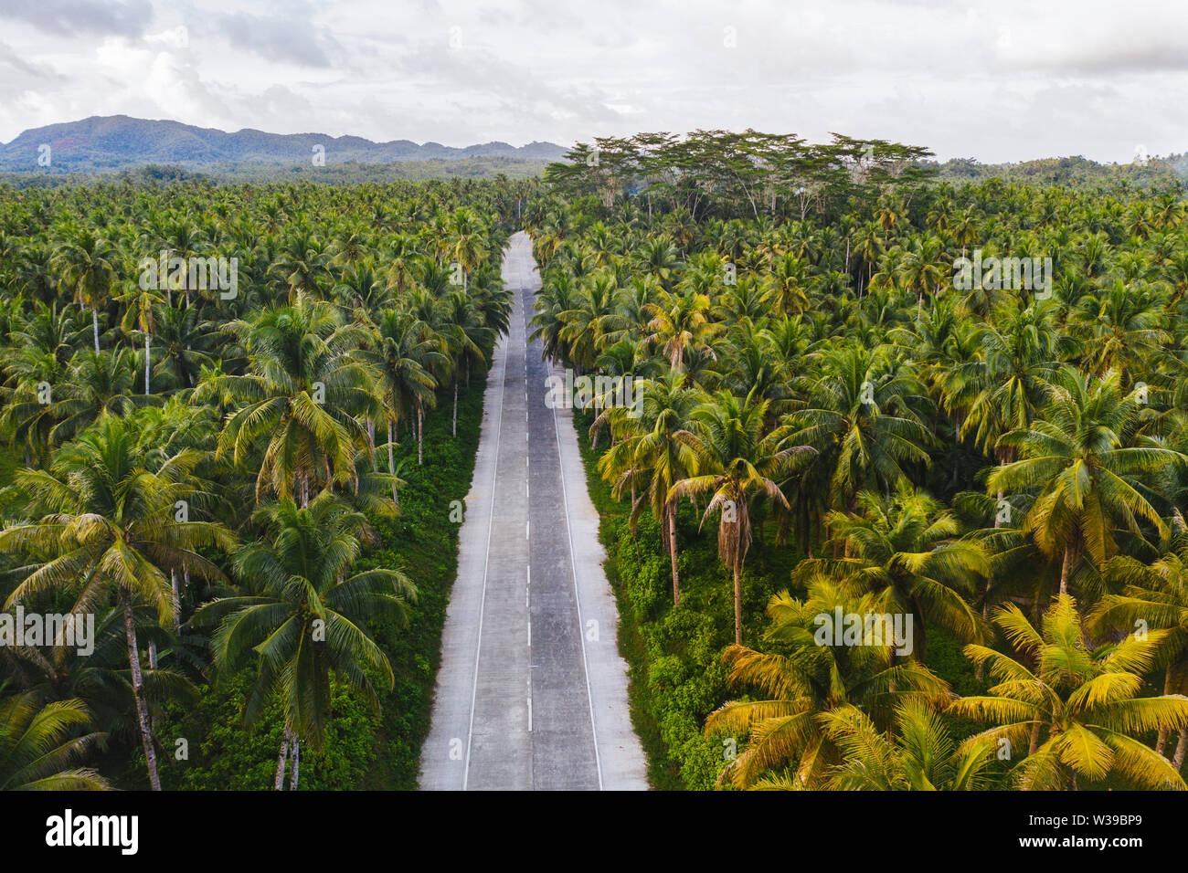 Landscape of green tropical forest with many coconut palm trees ...