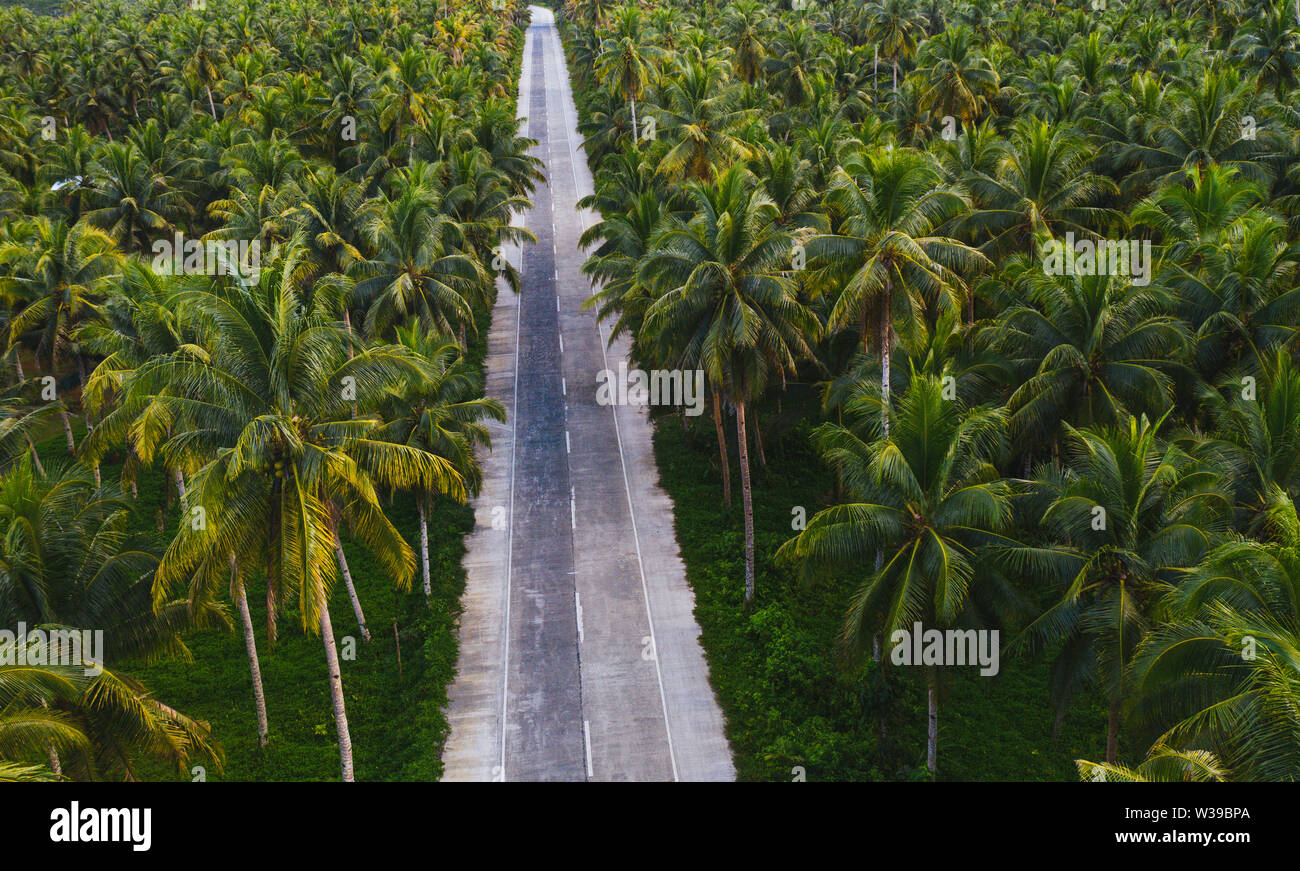 Landscape of green tropical forest with many coconut palm trees ...