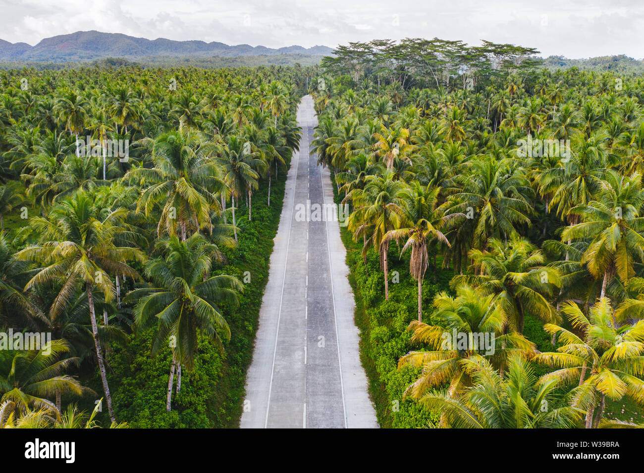 Landscape of green tropical forest with many coconut palm trees ...