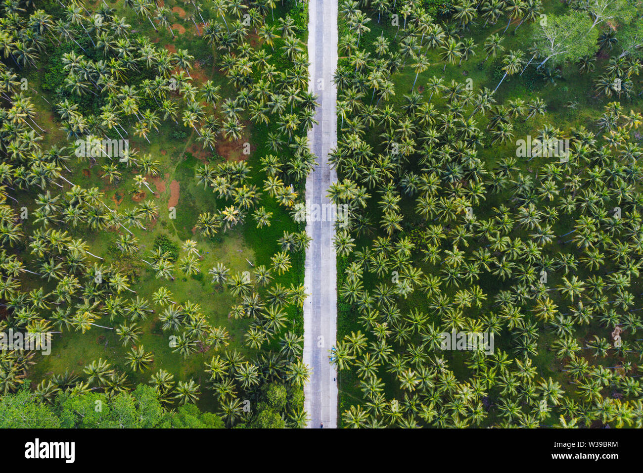 Landscape of green tropical forest with many coconut palm trees ...