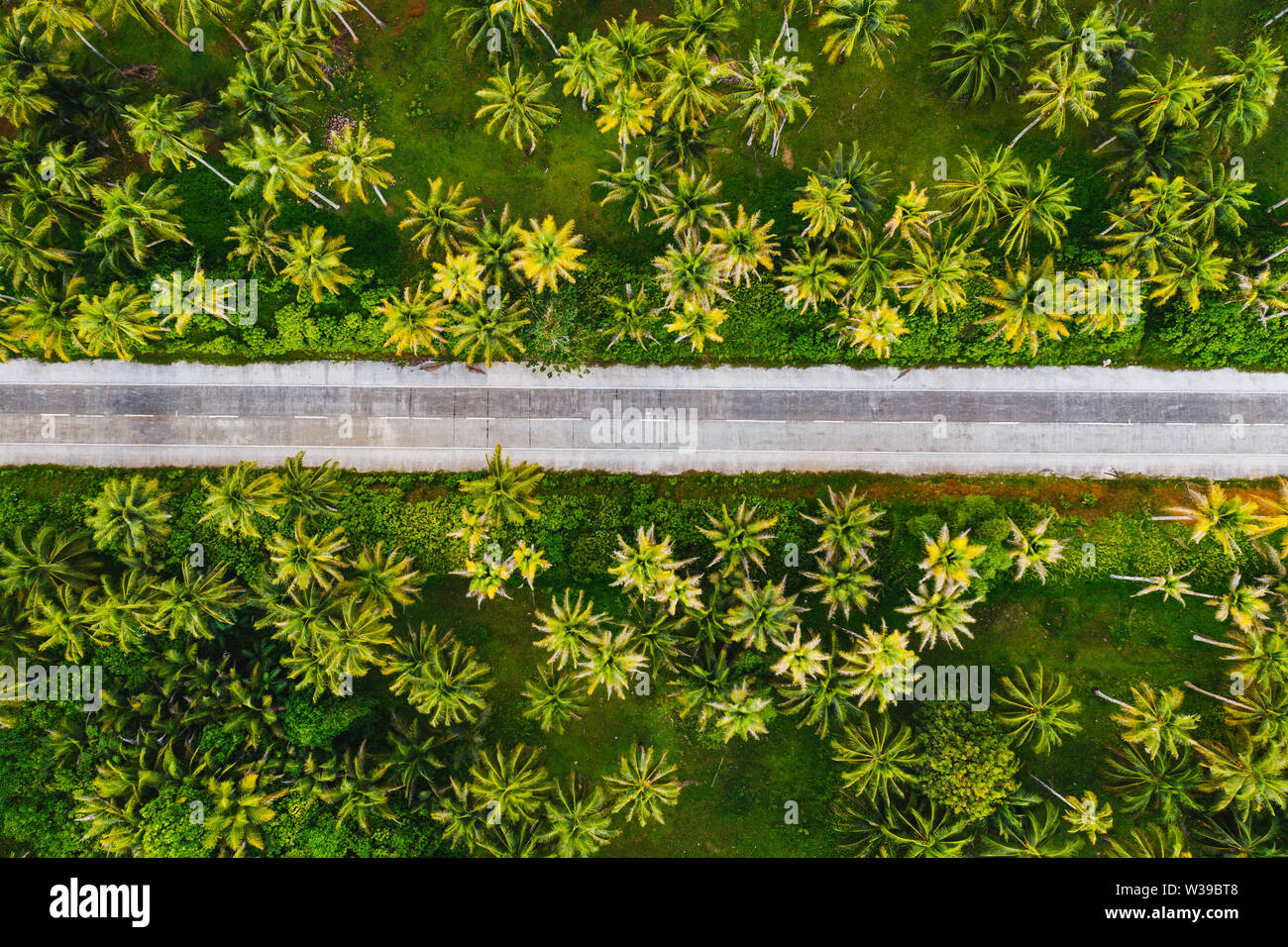 Landscape of green tropical forest with many coconut palm trees ...