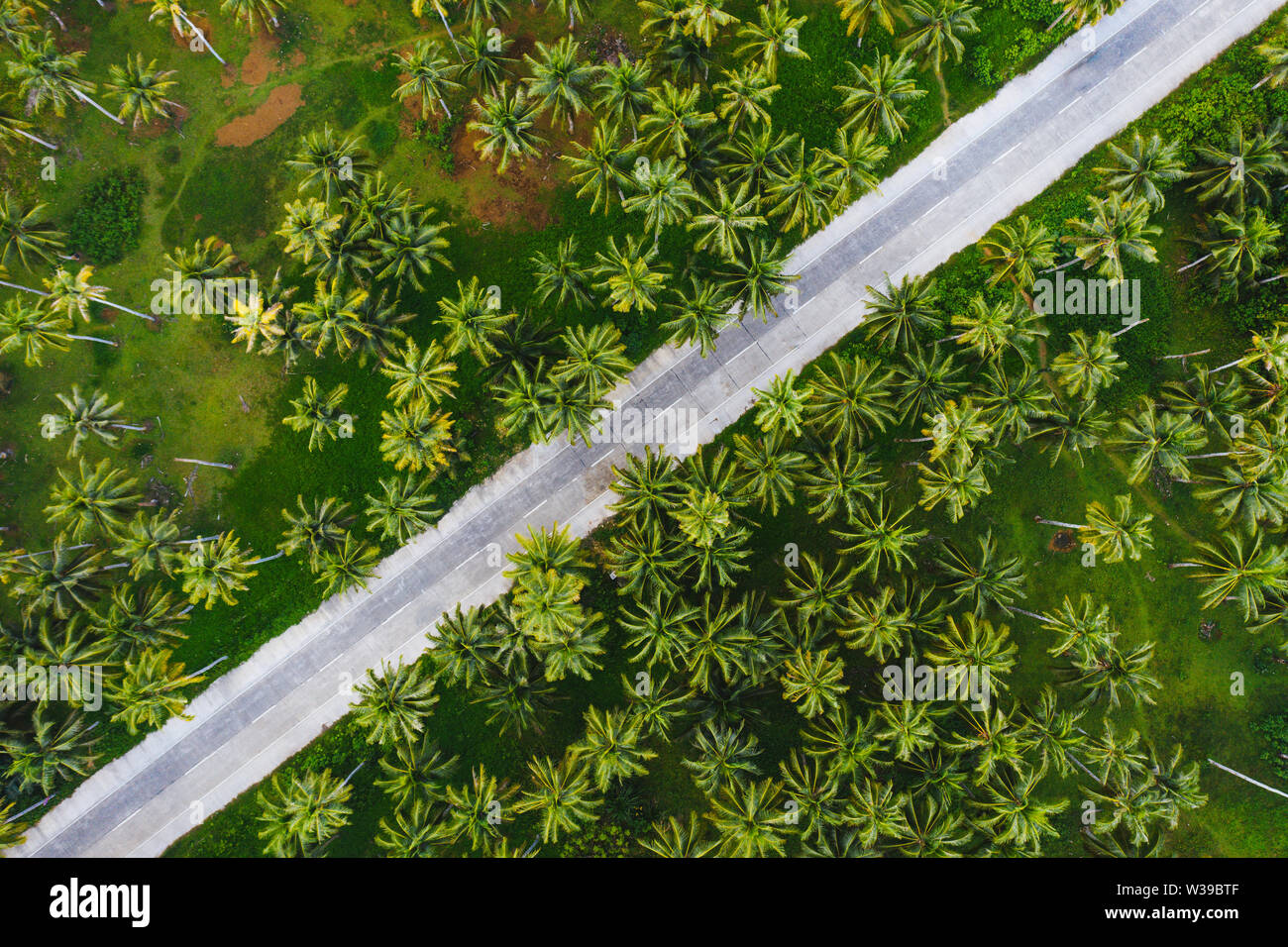 Landscape of green tropical forest with many coconut palm trees ...