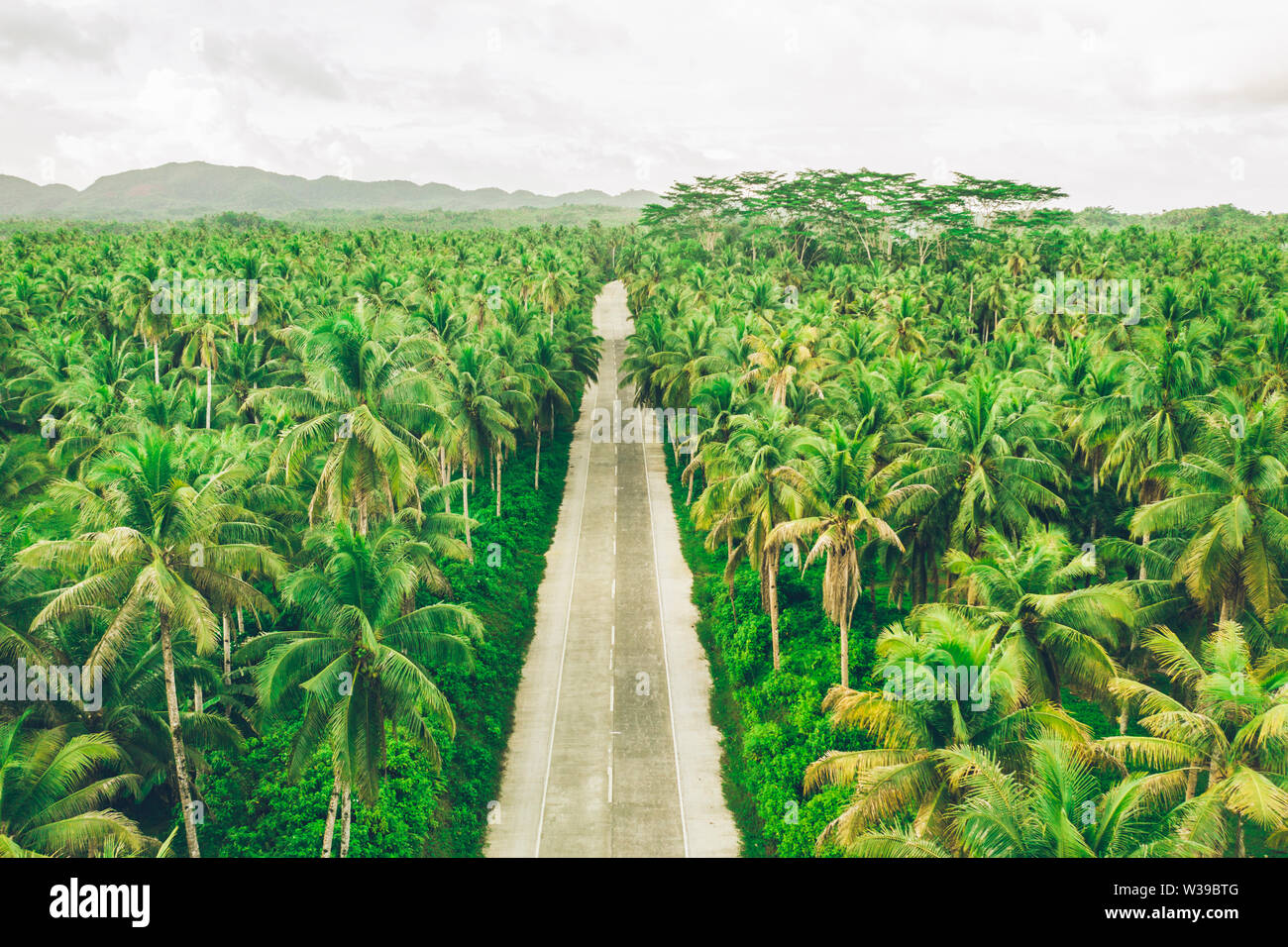 Landscape of green tropical forest with many coconut palm trees ...