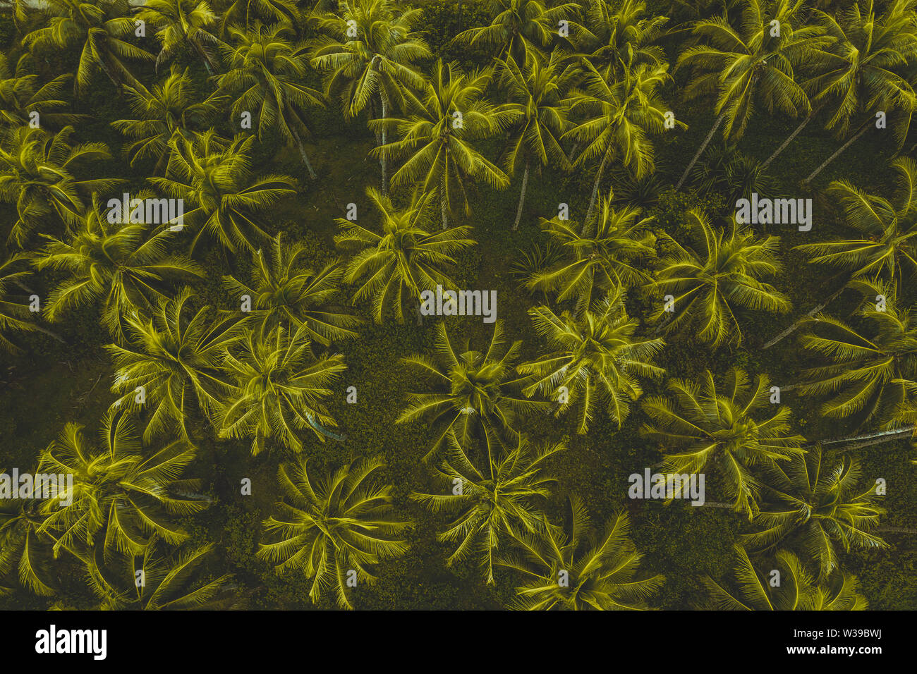Landscape of green tropical forest with many coconut palm trees ...