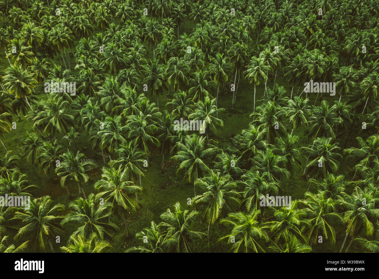 Landscape of green tropical forest with many coconut palm trees ...
