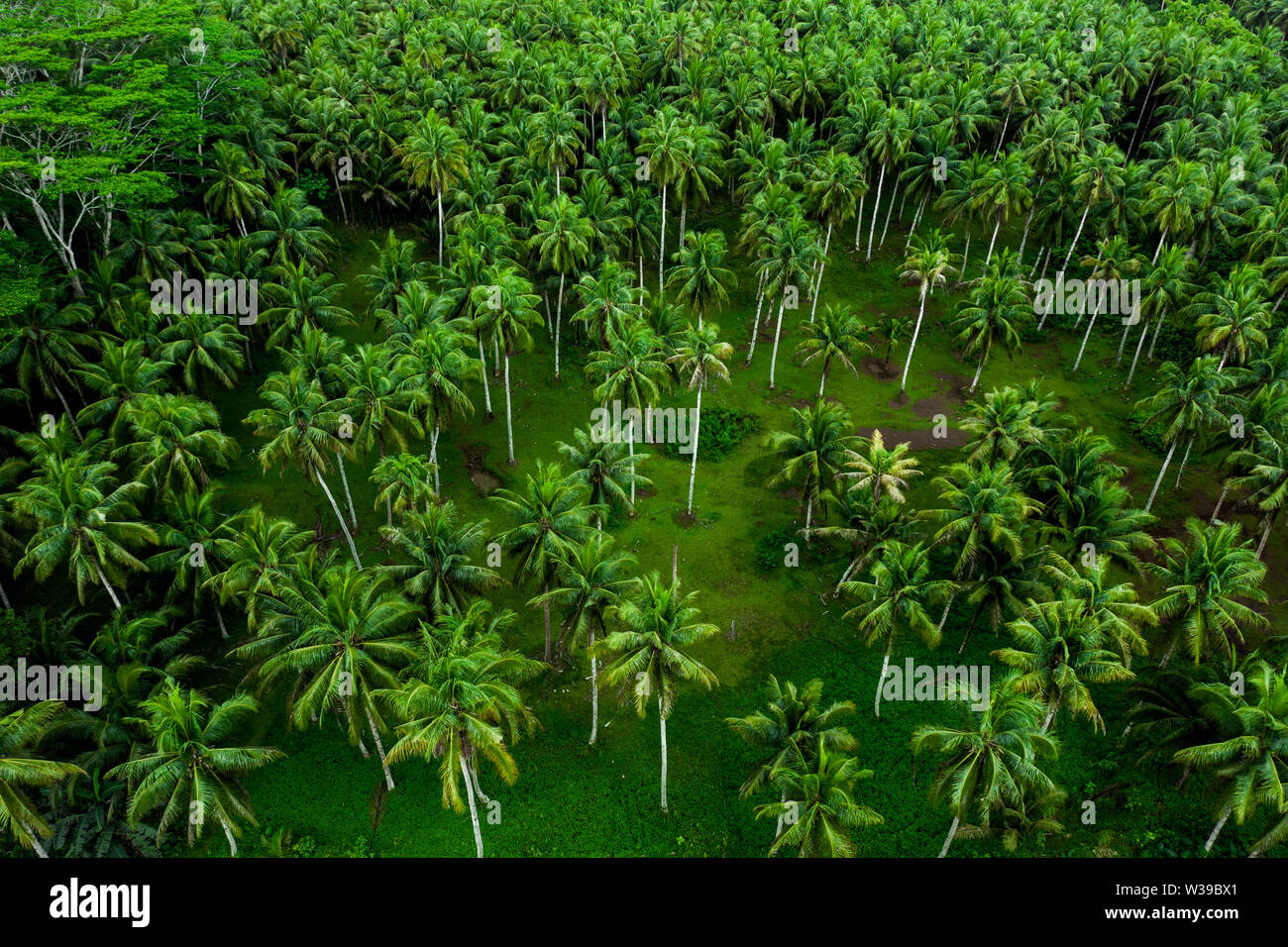 Tropical Rainforest Coconut Tree