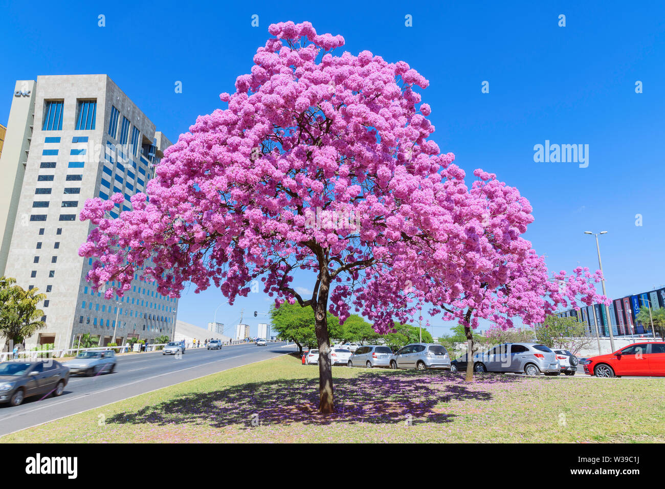 Pink ipe, pink trumpet or pink tab tree Stock Photo - Alamy