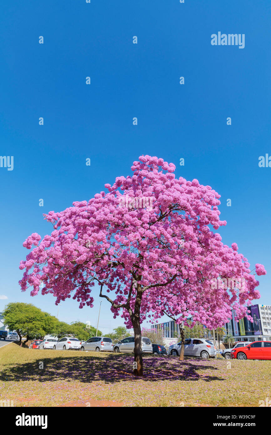Pink ipe, pink trumpet or pink tab tree Stock Photo - Alamy