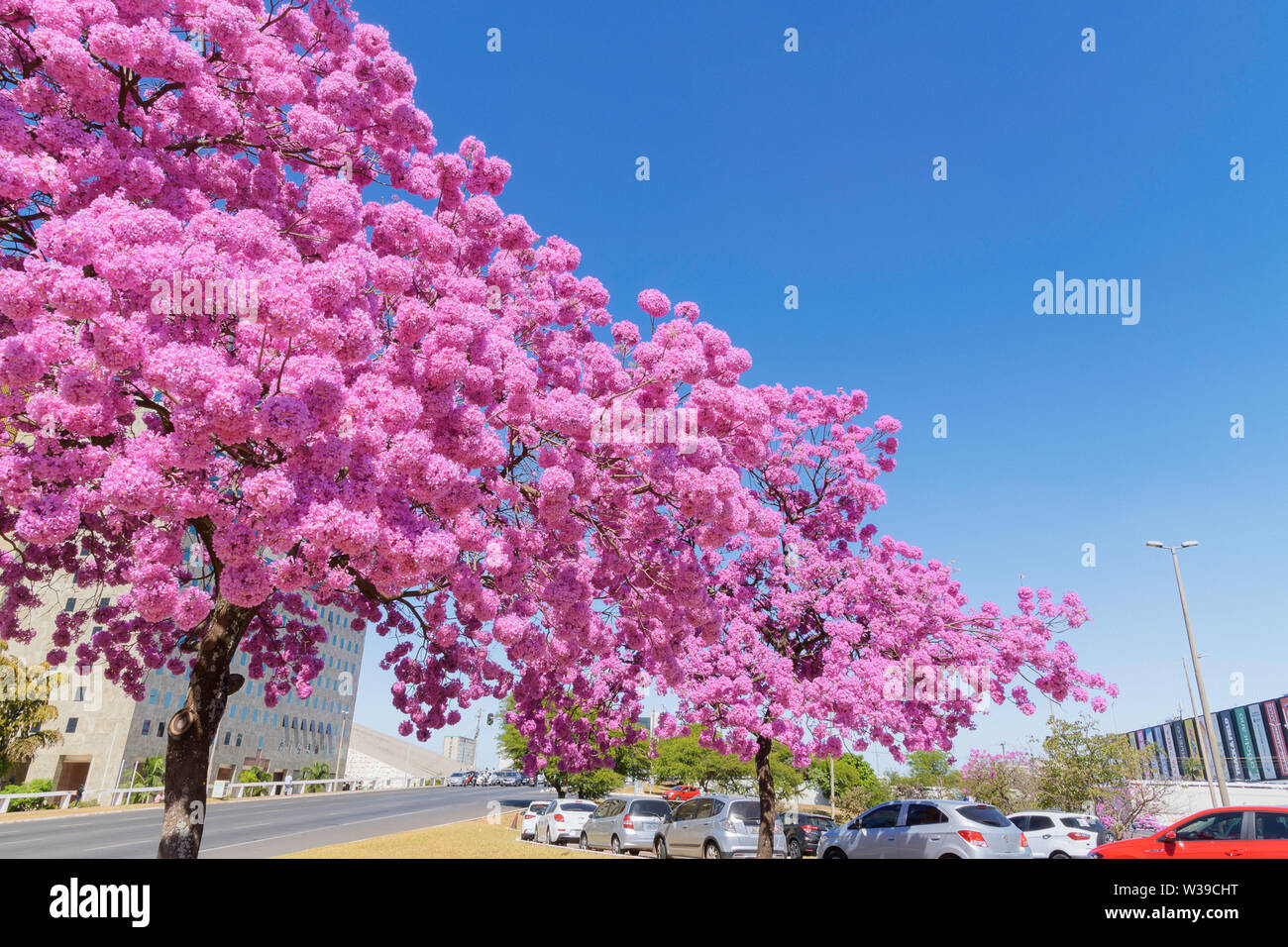 Pink ipe, pink trumpet or pink tab tree Stock Photo - Alamy