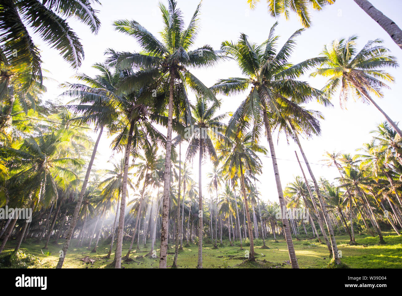 Landscape of green tropical forest with many coconut palm trees ...
