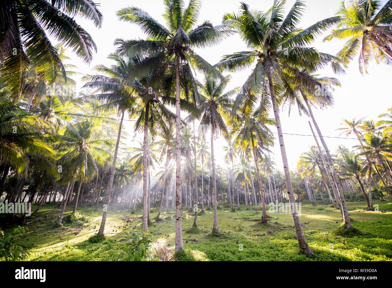 Landscape of green tropical forest with many coconut palm trees ...