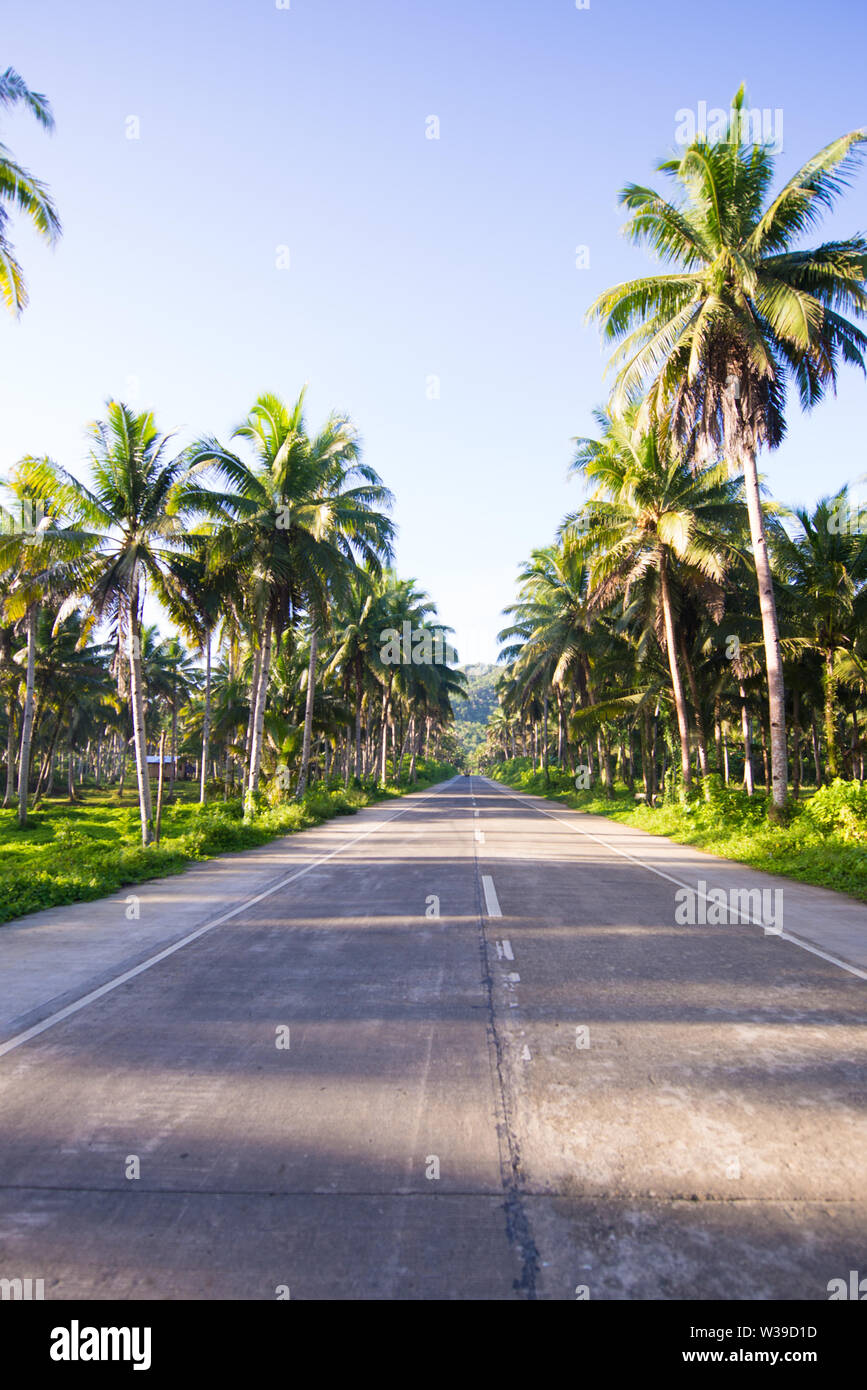 Landscape of green tropical forest with many coconut palm trees ...