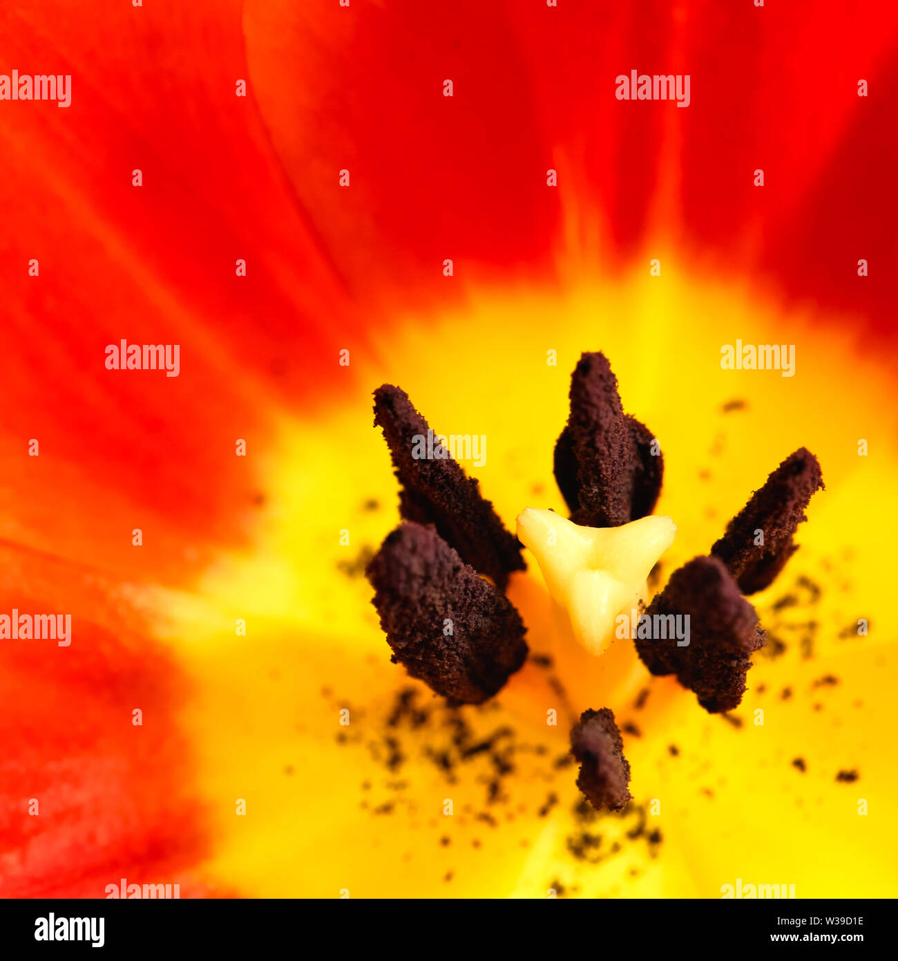 Orange and yellow flame tulip flower extreme macro close up. Details tulip inner flower with ...