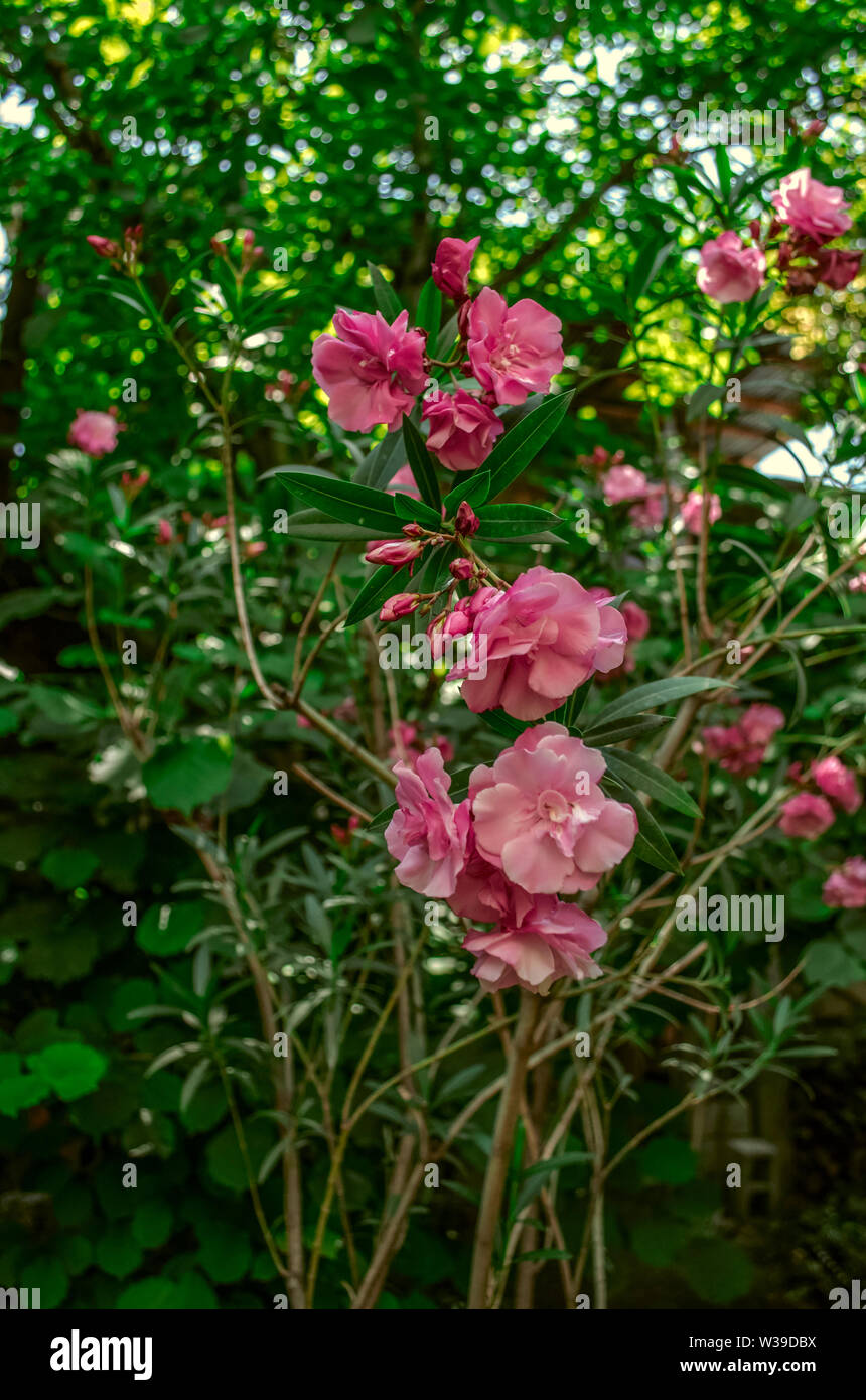Fragrant blooming terry flowers of pink oleander on the background of ...